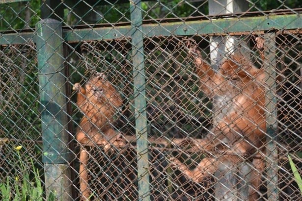 KP3 Primata – Forestation FKT UGM