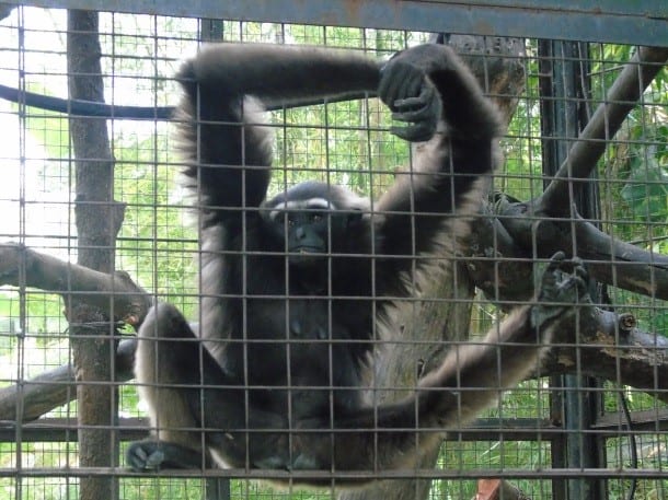 KP3 Primata – Forestation FKT UGM