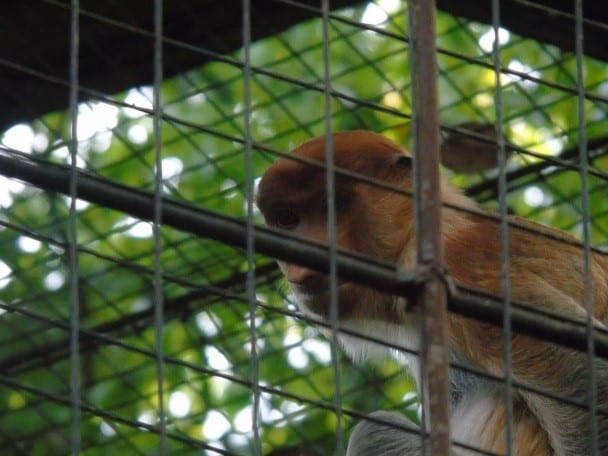 KP3 Primata – Forestation FKT UGM